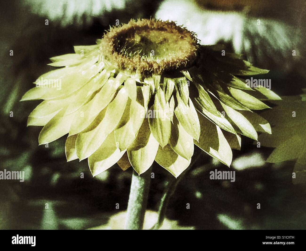 Everlasting daisy flower hi-res stock photography and images - Alamy