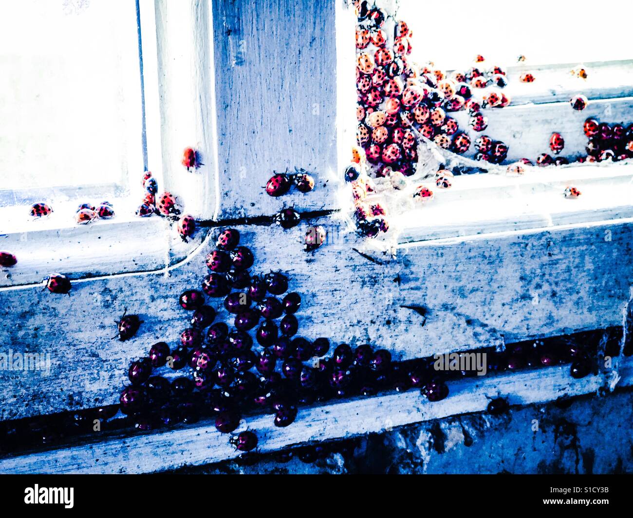 Ladybug nest on window Stock Photo - Alamy