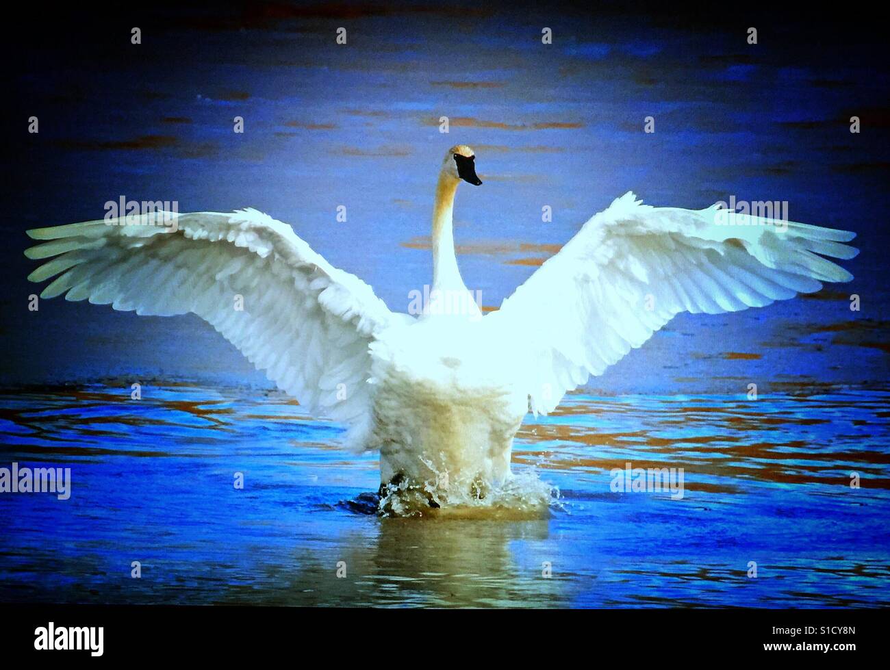 Trumpeter swan stretching its wings Stock Photo - Alamy