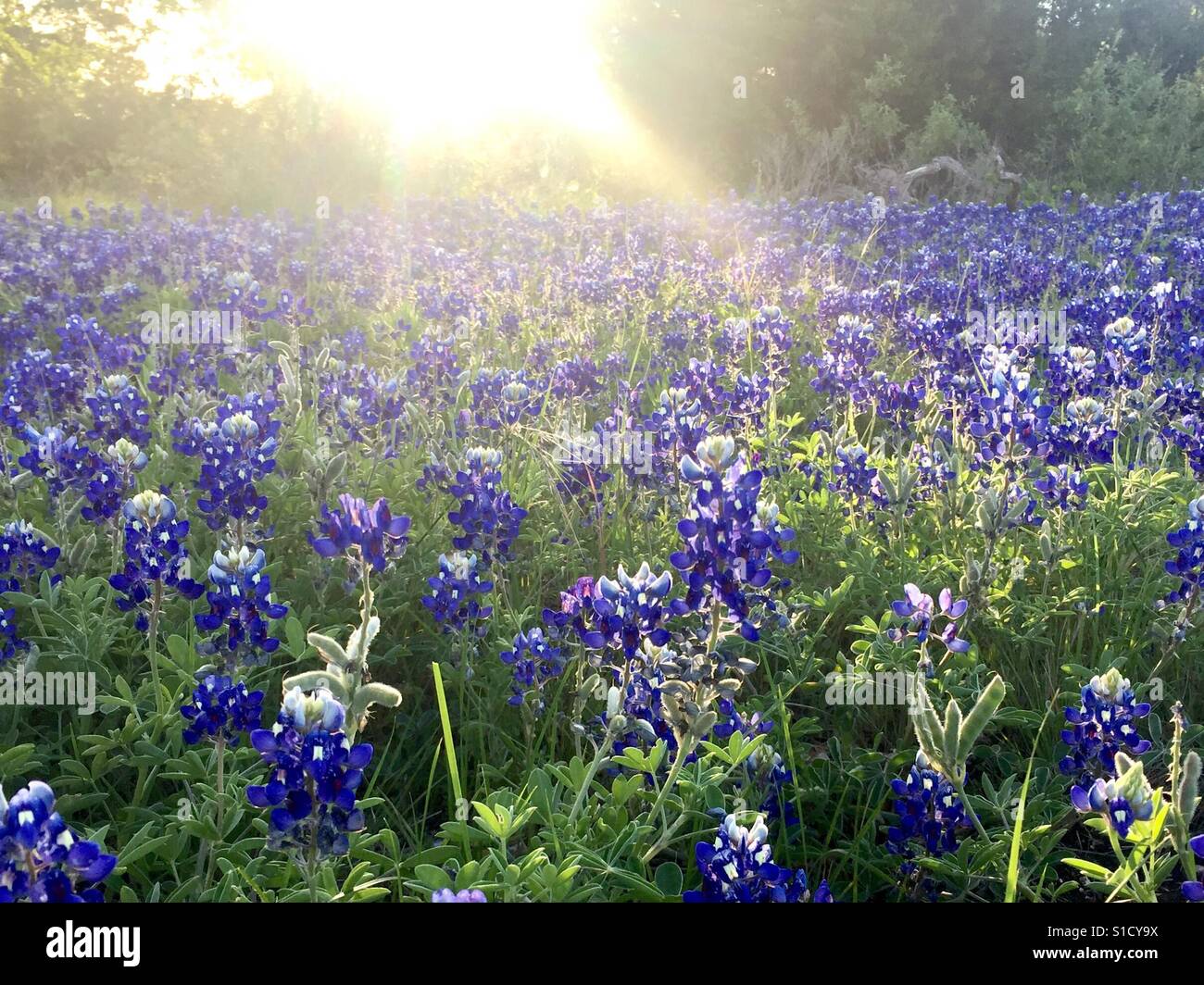Blue bonnets texas hi-res stock photography and images - Alamy