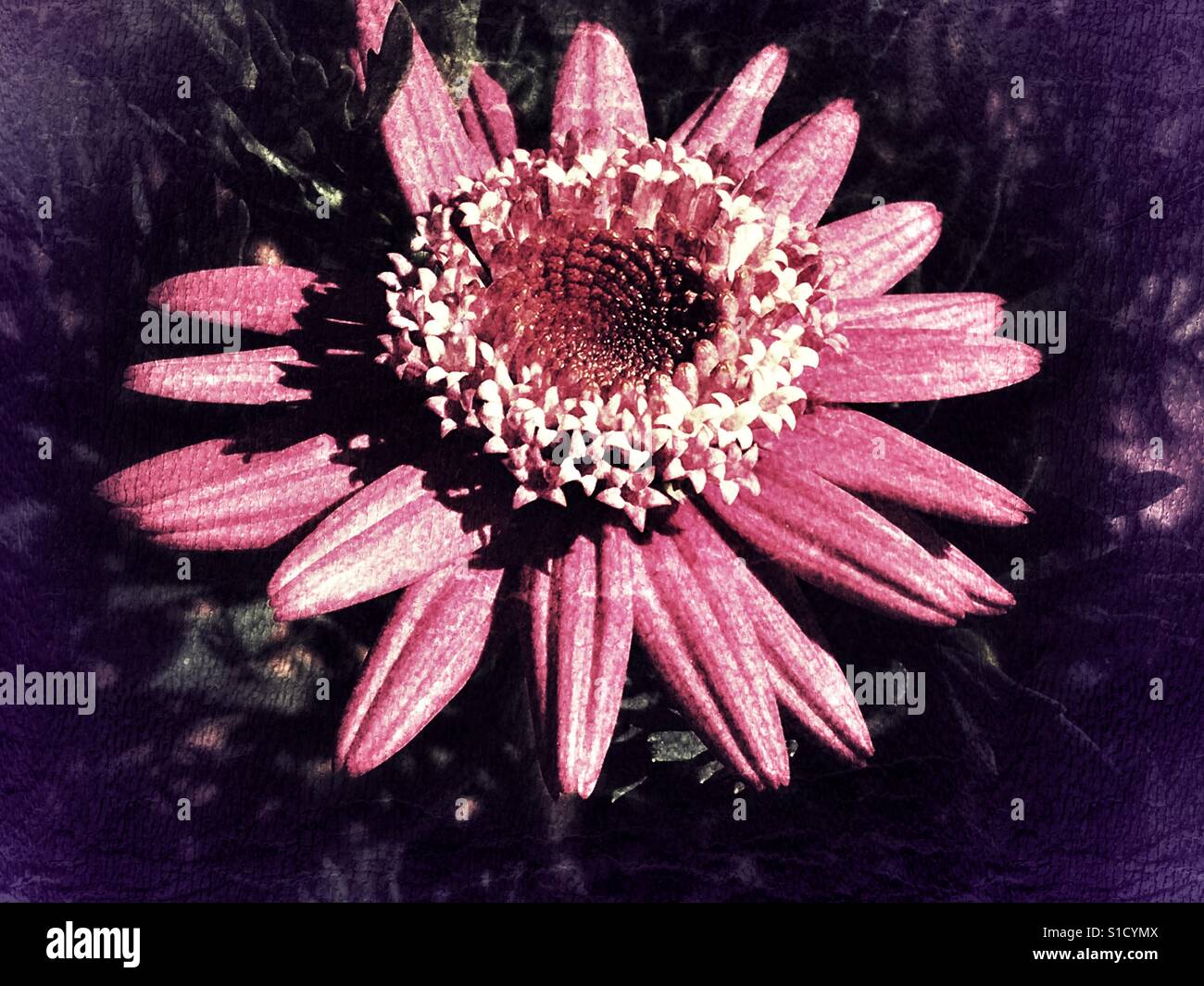 Pink daisies marguerite plant hi-res stock photography and images - Alamy