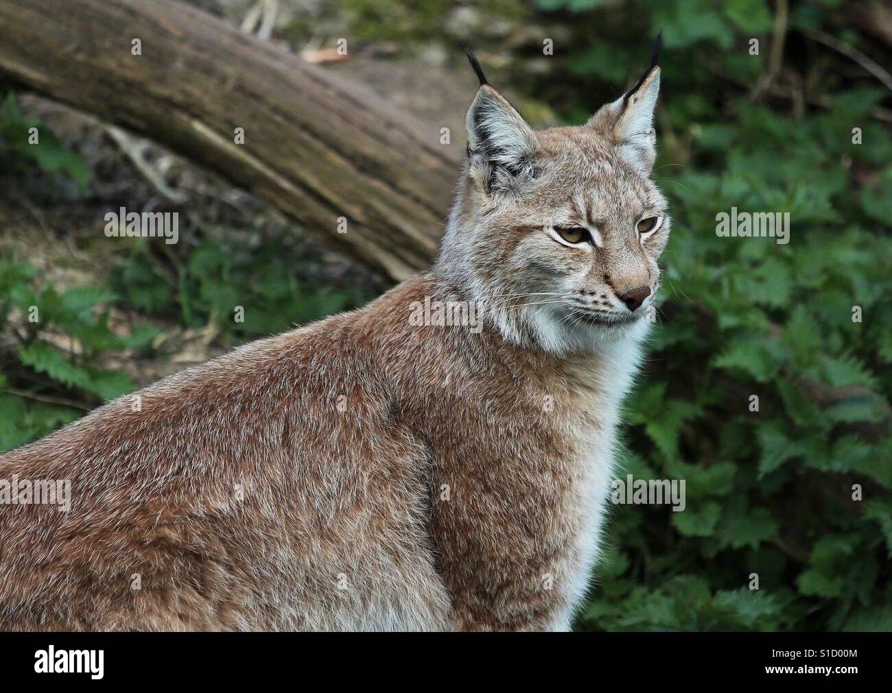 European Lynx Poised Stock Photo - Alamy