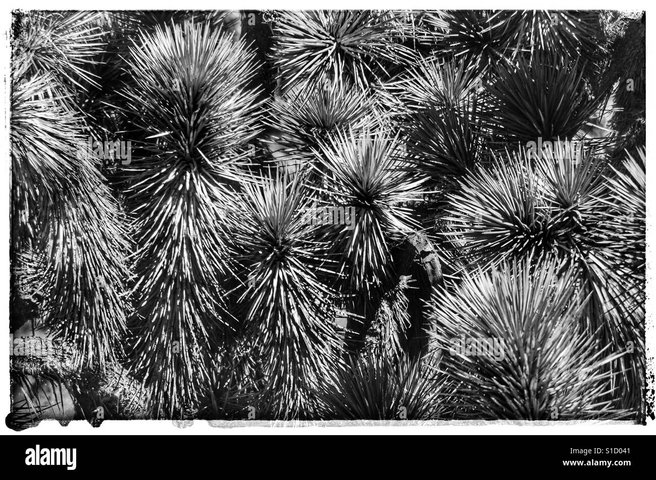 Black and white joshua tree hi-res stock photography and images - Alamy