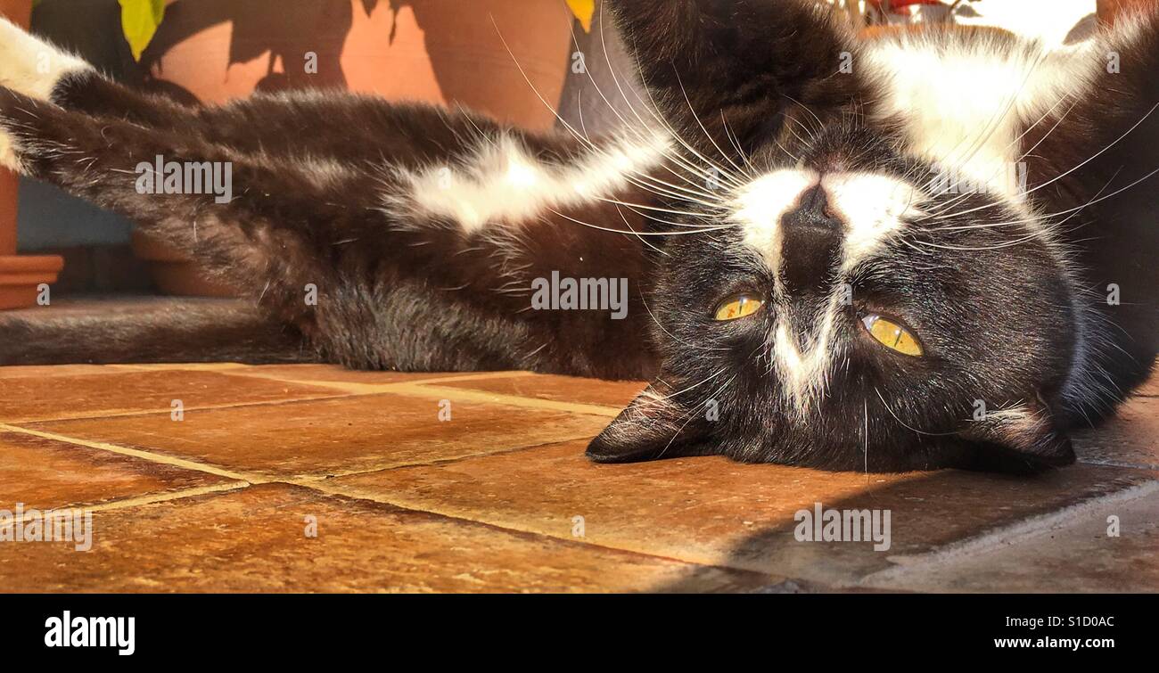 Cat, lying on his back Stock Photo - Alamy