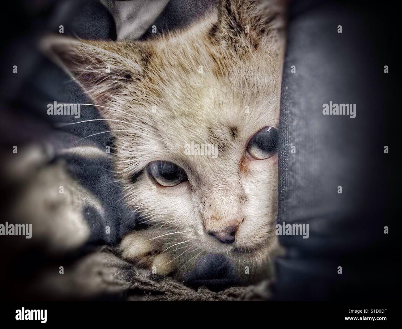 Hello cat hi-res stock photography and images - Alamy