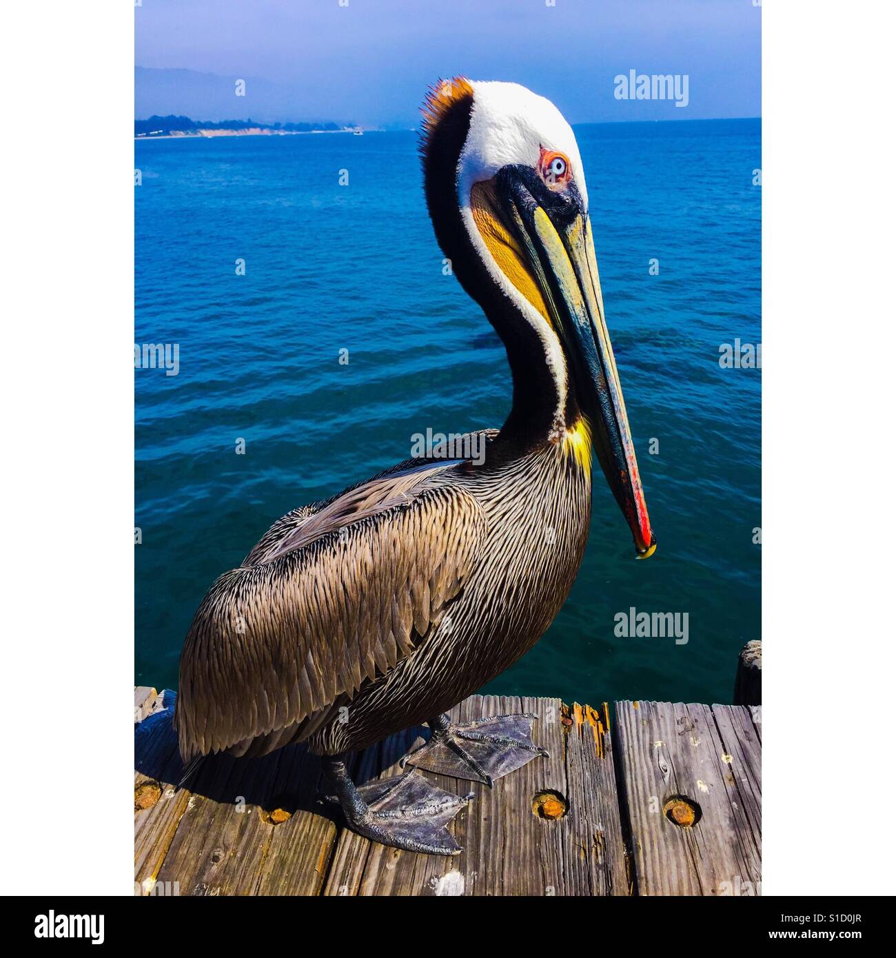 Stroke bird hi-res stock photography and images - Alamy