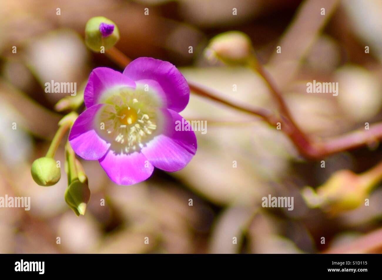 Australian flower 2 Stock Photo - Alamy