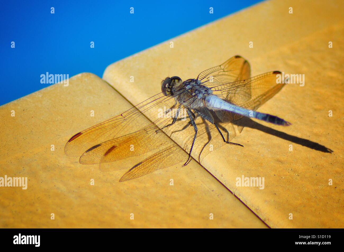 Sunbathing dragonfly hi-res stock photography and images - Alamy
