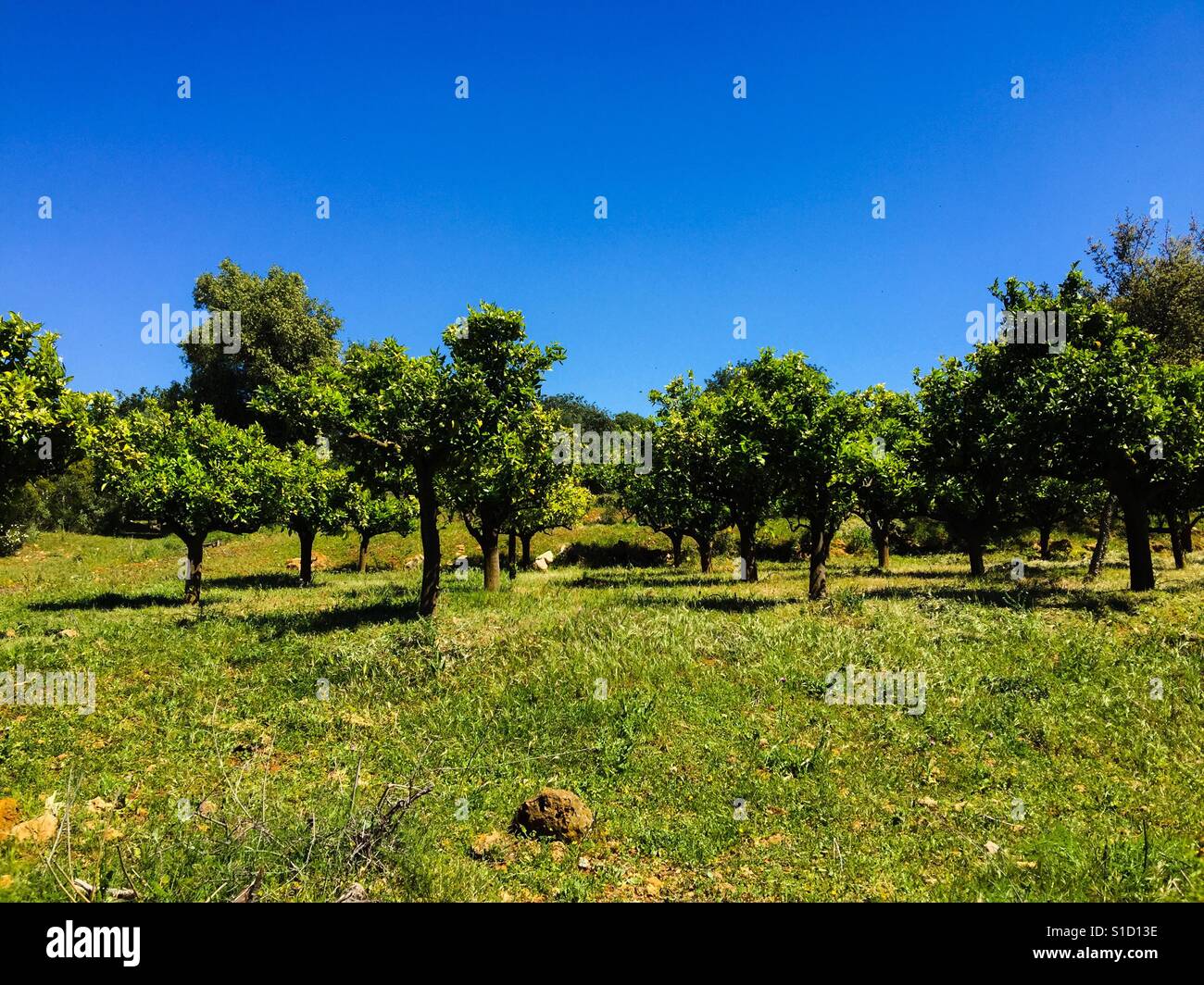 Tree field hi-res stock photography and images - Alamy