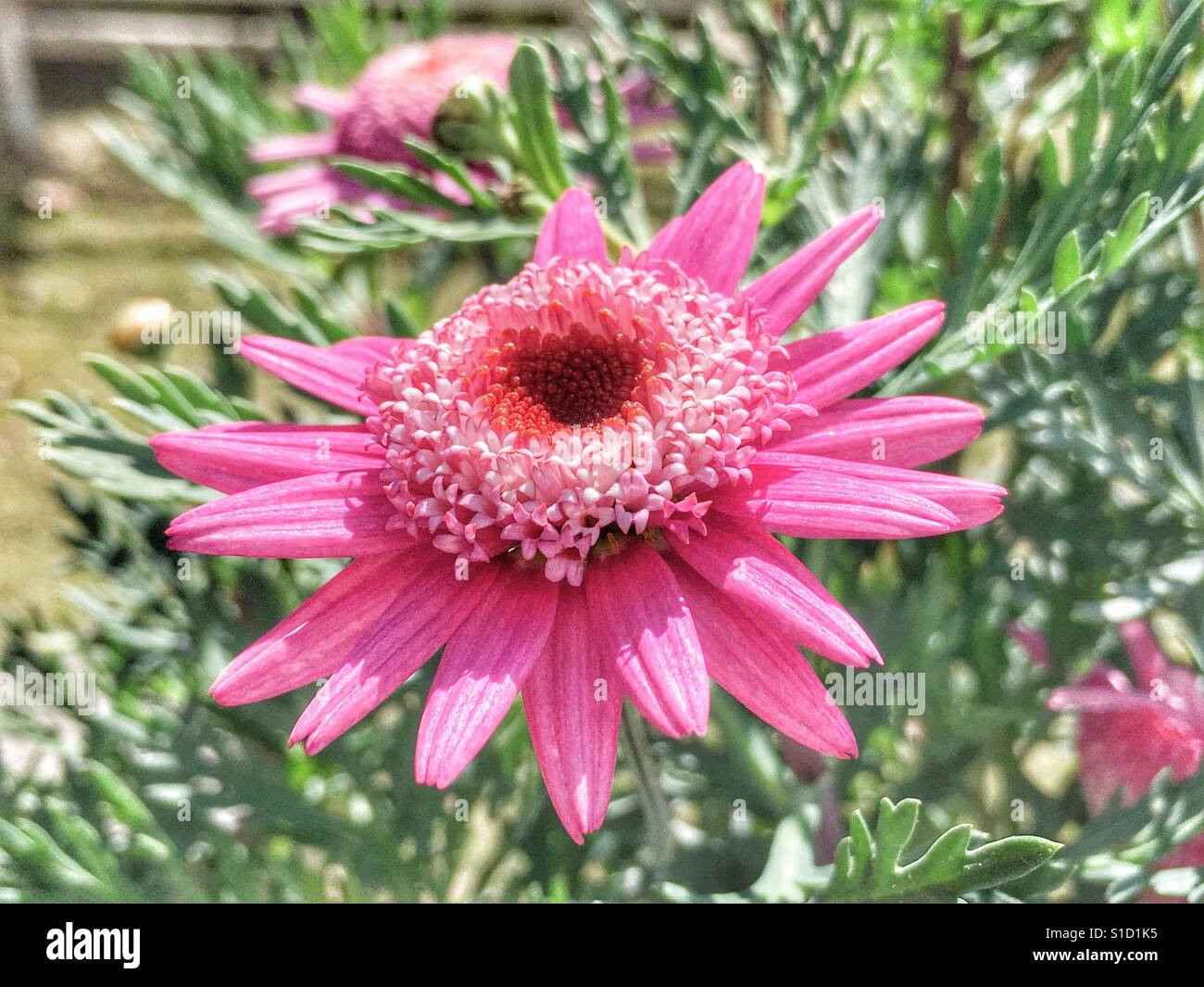 Growth marguerite hi-res stock photography and images - Alamy