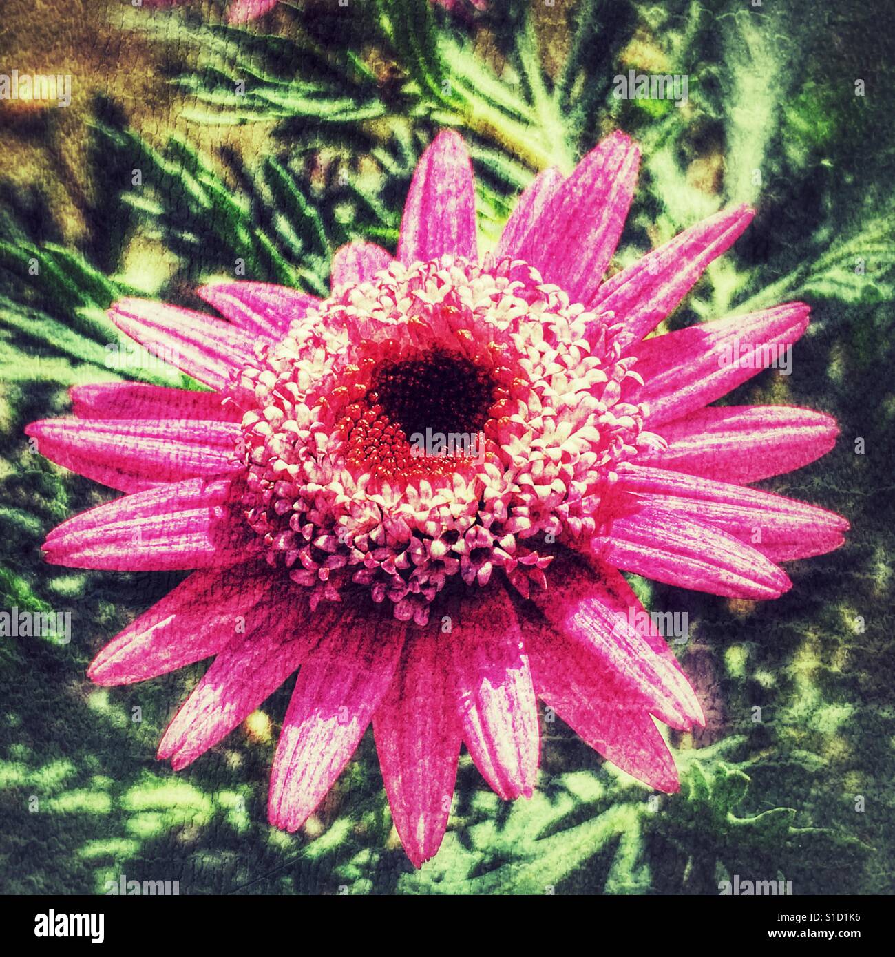 Marguerite, pink flower Stock Photo - Alamy