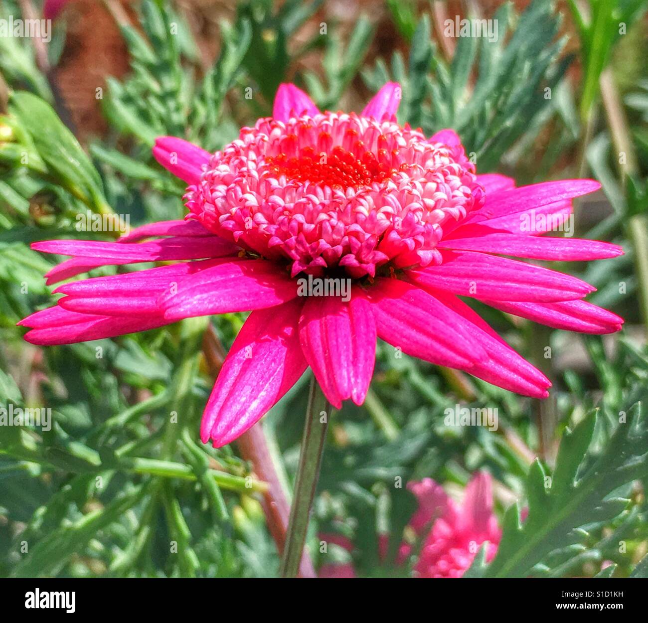 Pink daisy bush hi-res stock photography and images - Alamy