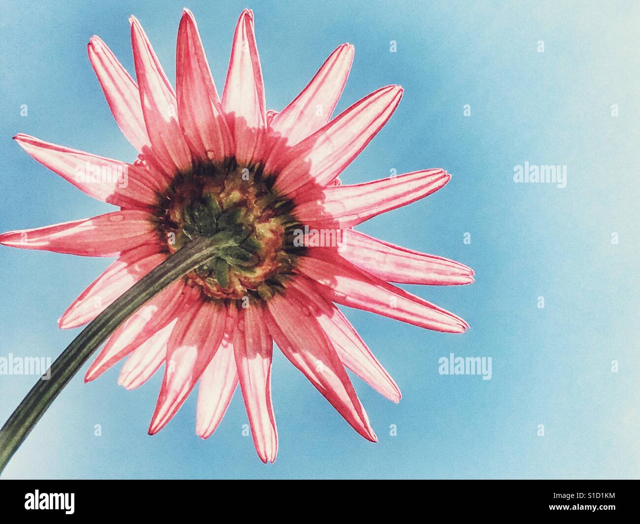 Marguerite, pink flower against blue sky. Low angle with copy space ...