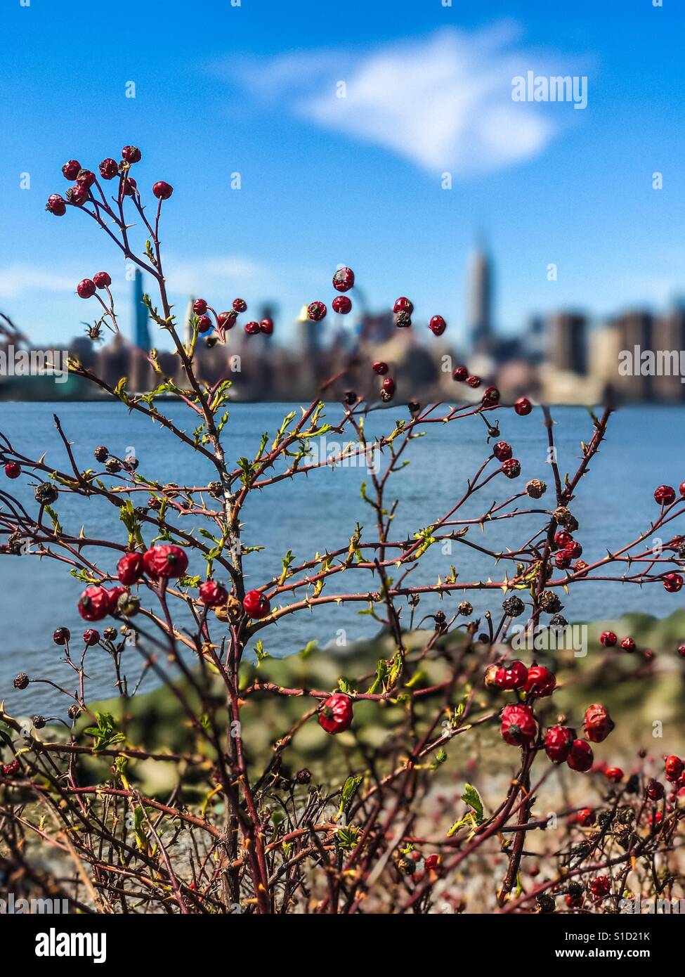 Spring I nyc Stock Photo - Alamy