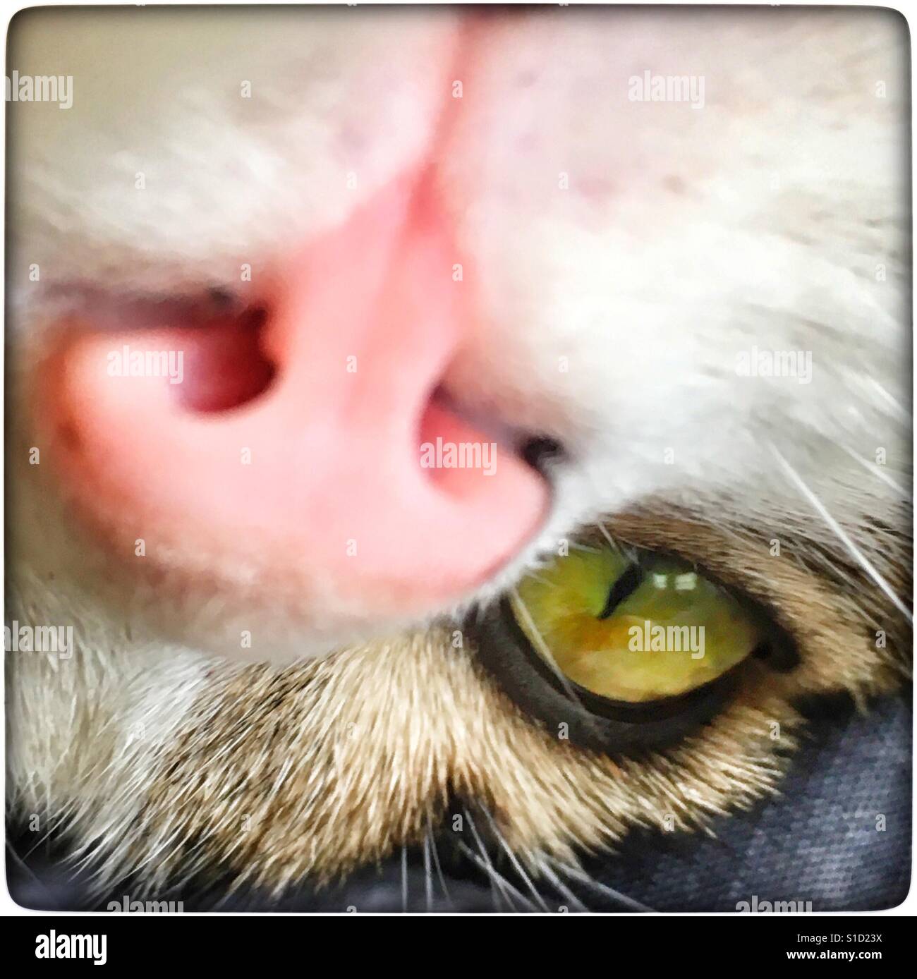 Close up of pink cat nose hi-res stock photography and images - Alamy