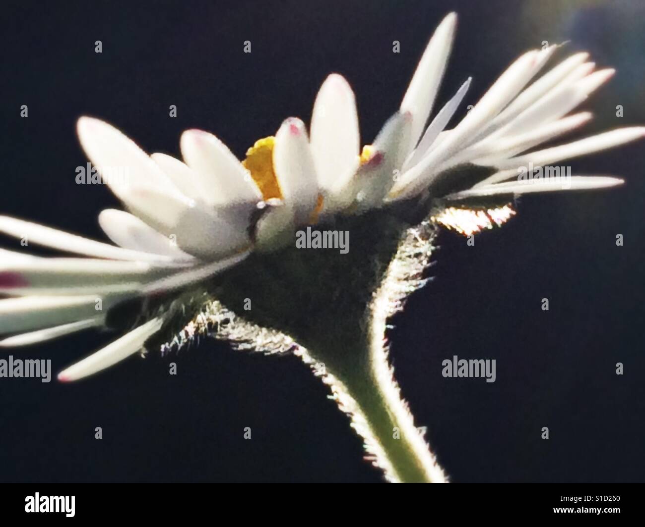 Daisy head hi-res stock photography and images - Alamy