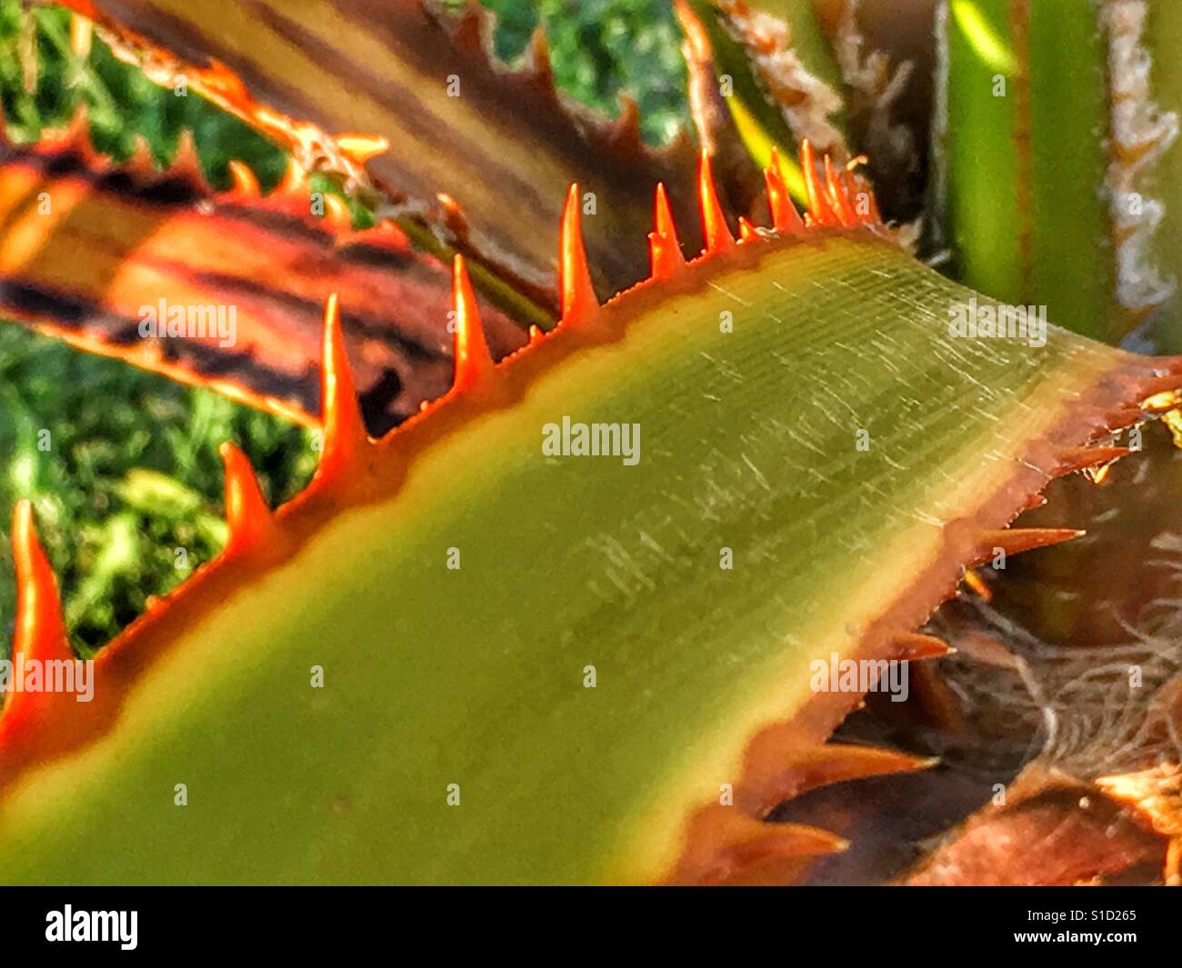 Thorns on a palm frond Stock Photo - Alamy