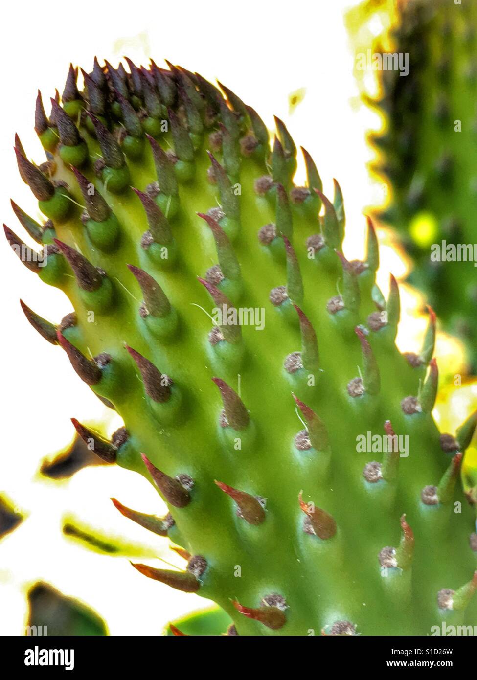 Prickly Pear Cactus, new growth in Spring Stock Photo - Alamy