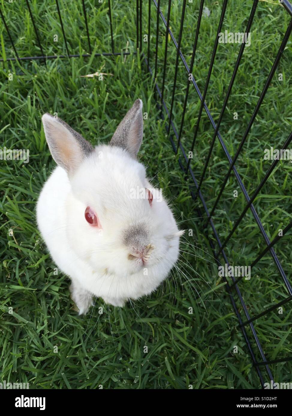 Rabbit with red eyes hi-res stock photography and images - Alamy