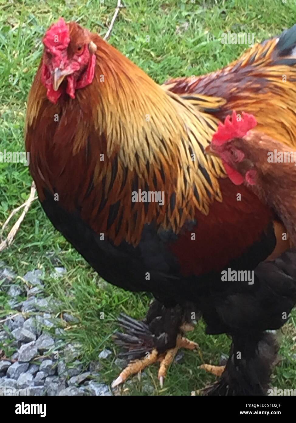 Breeding hens hi-res stock photography and images - Alamy
