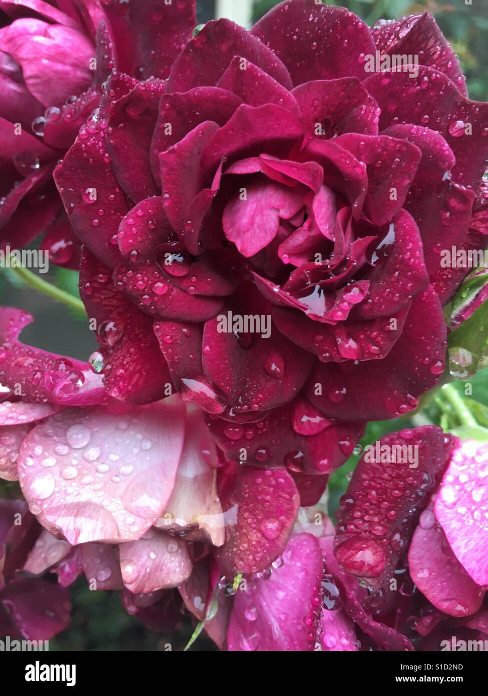 Rain wet roses hi-res stock photography and images - Alamy