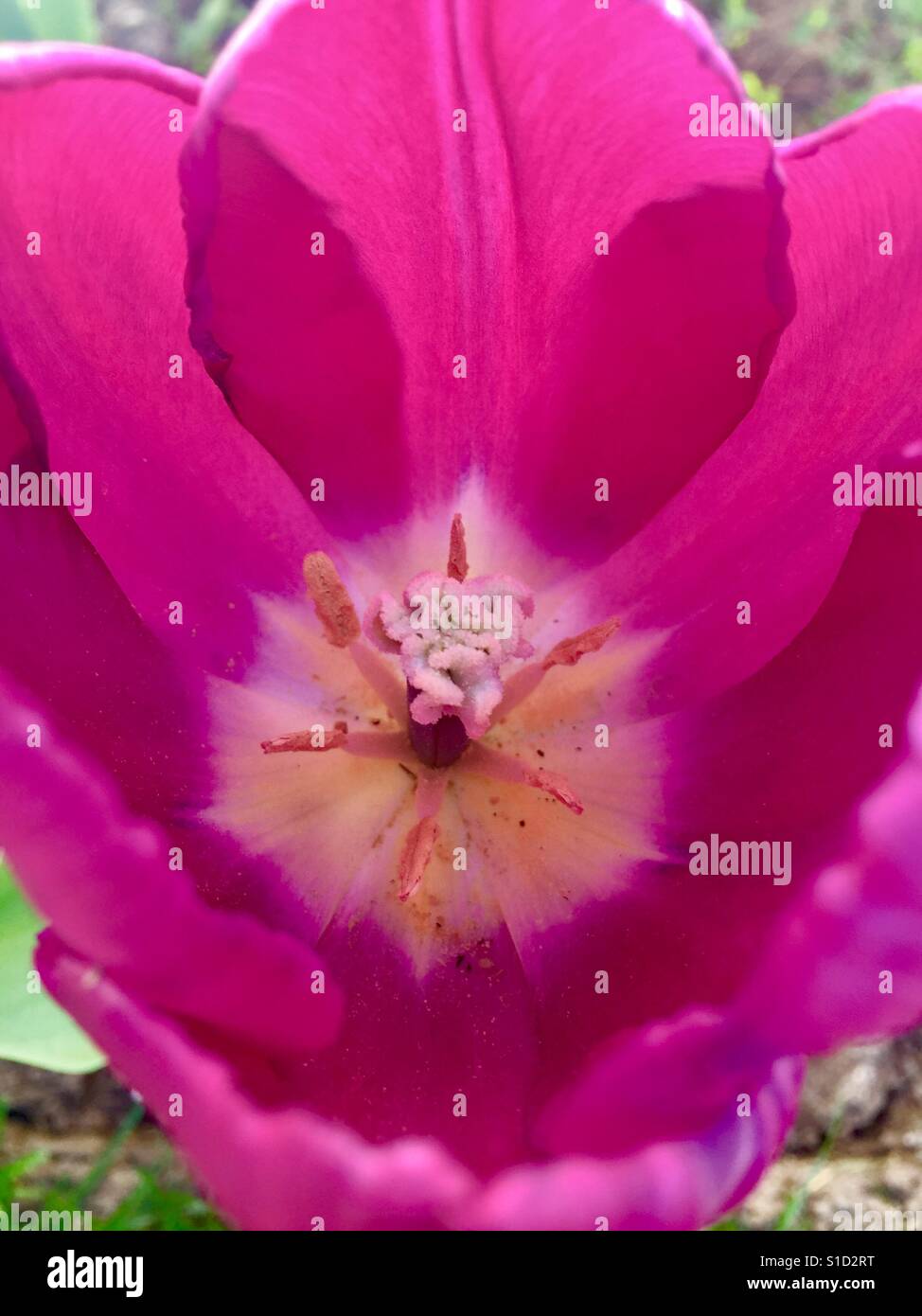 Inside the tulip hi-res stock photography and images - Alamy