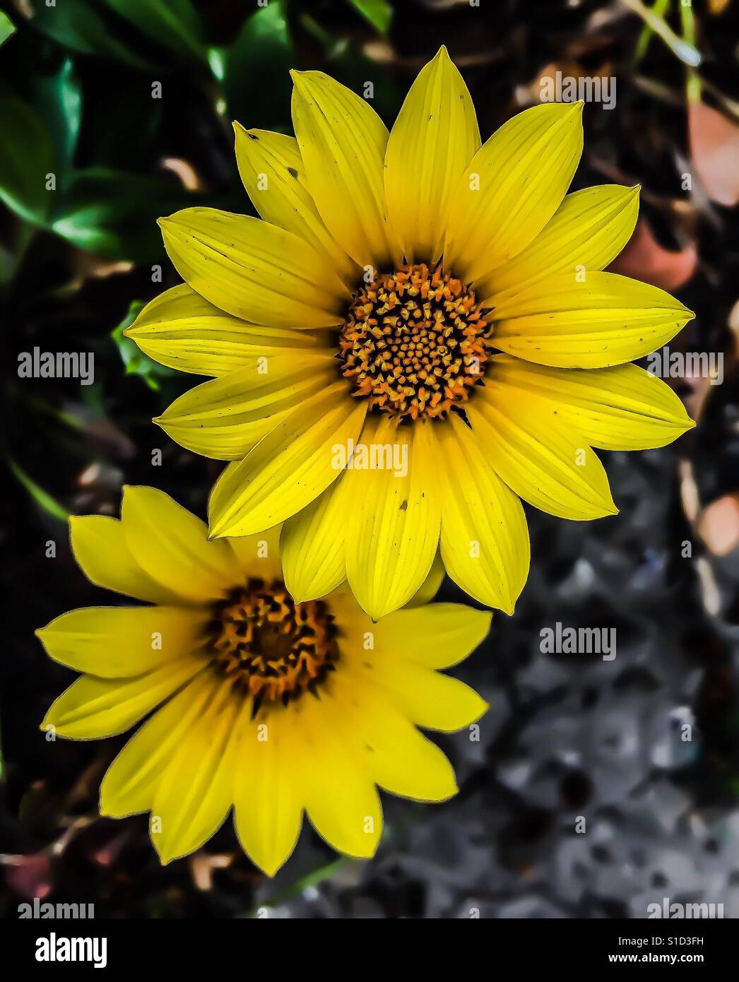 Wild yellow daisies hi-res stock photography and images - Alamy