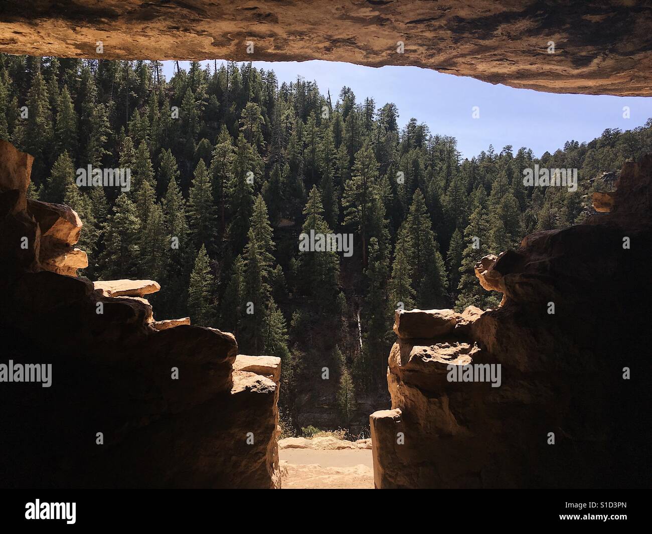 Tree lined forest hi-res stock photography and images - Alamy