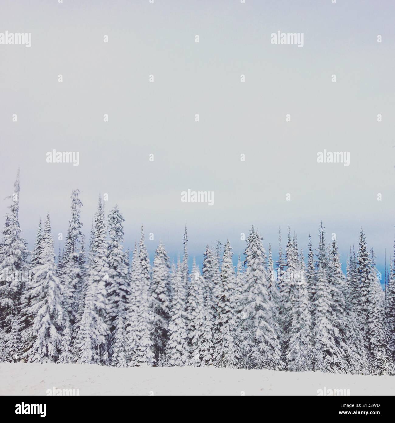 Evergreens trees hi-res stock photography and images - Alamy