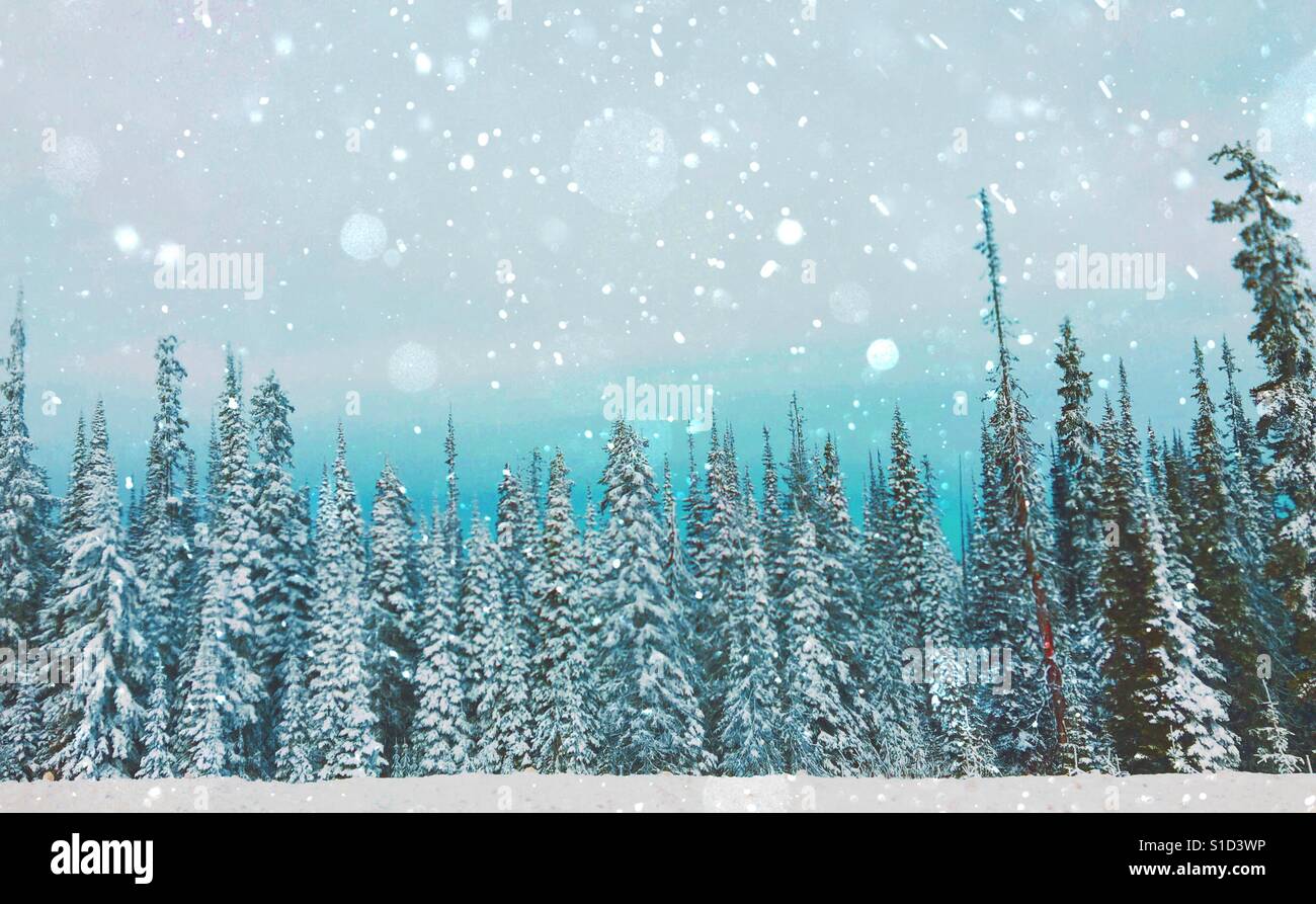 Snowy Evergreen Forest