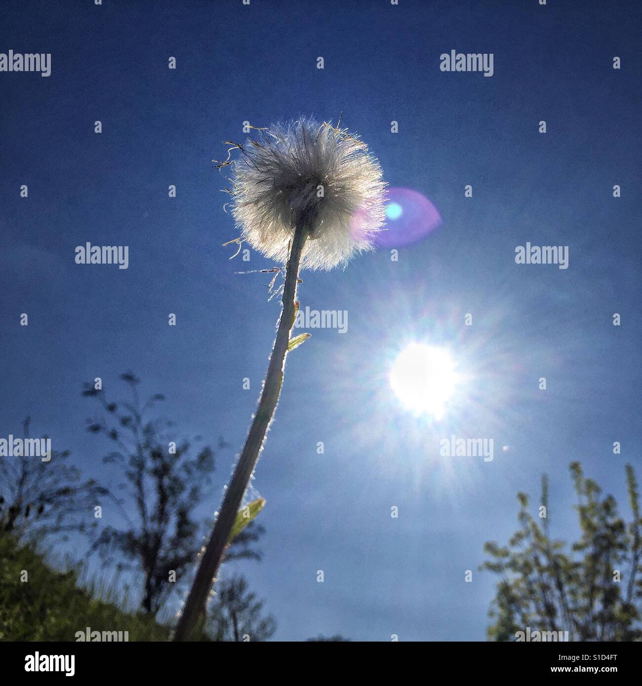 A dandelion in backlights Stock Photo - Alamy