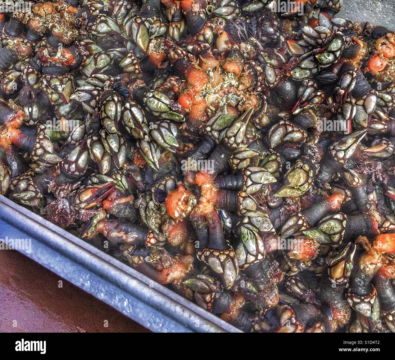 Gooseneck hi-res stock photography and images - Alamy