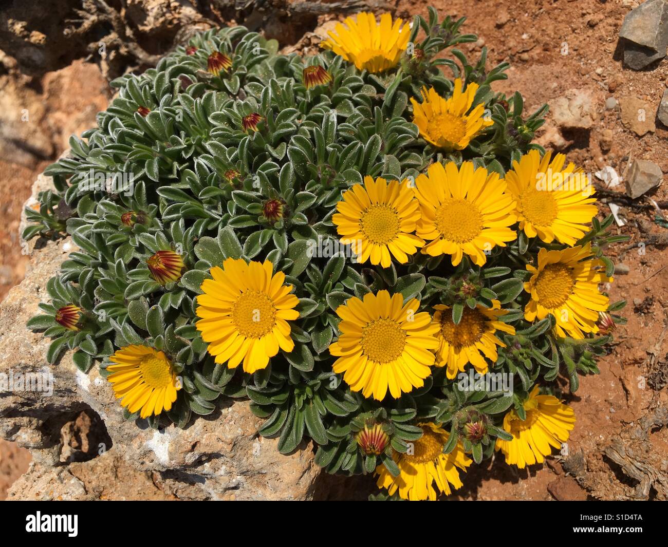 Sandy environment hi-res stock photography and images - Alamy