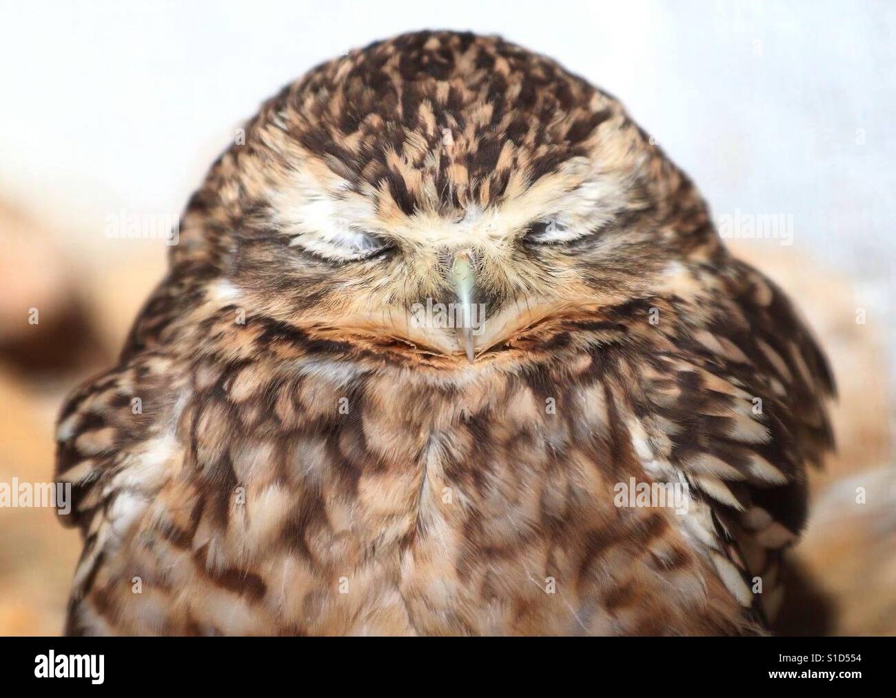 Cute Sleeping Little Owl Stock Photo - Alamy