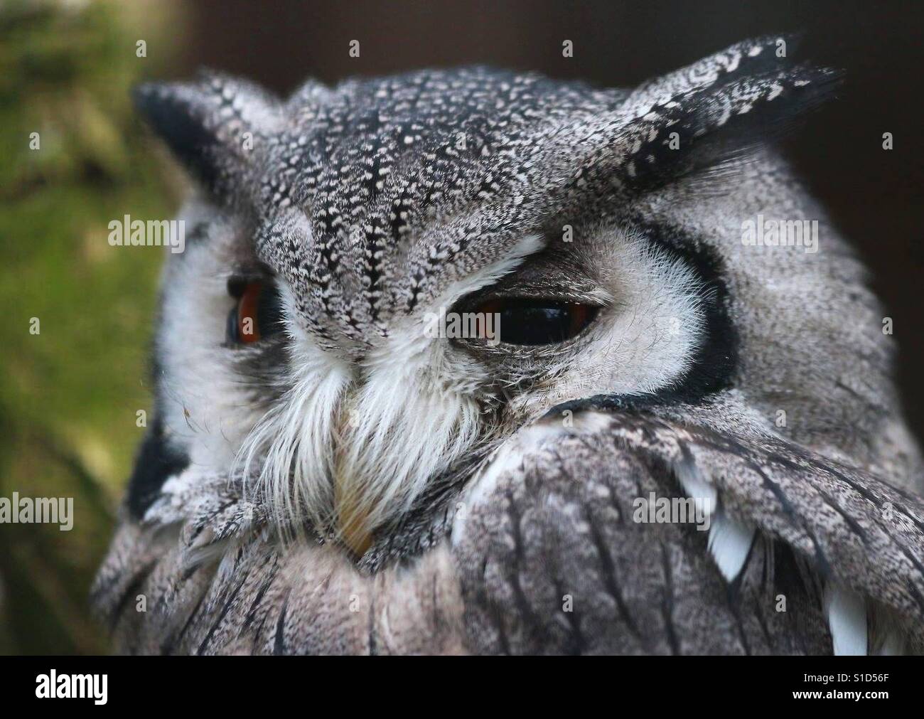 Northern White Faced Owl Stock Photo - Alamy