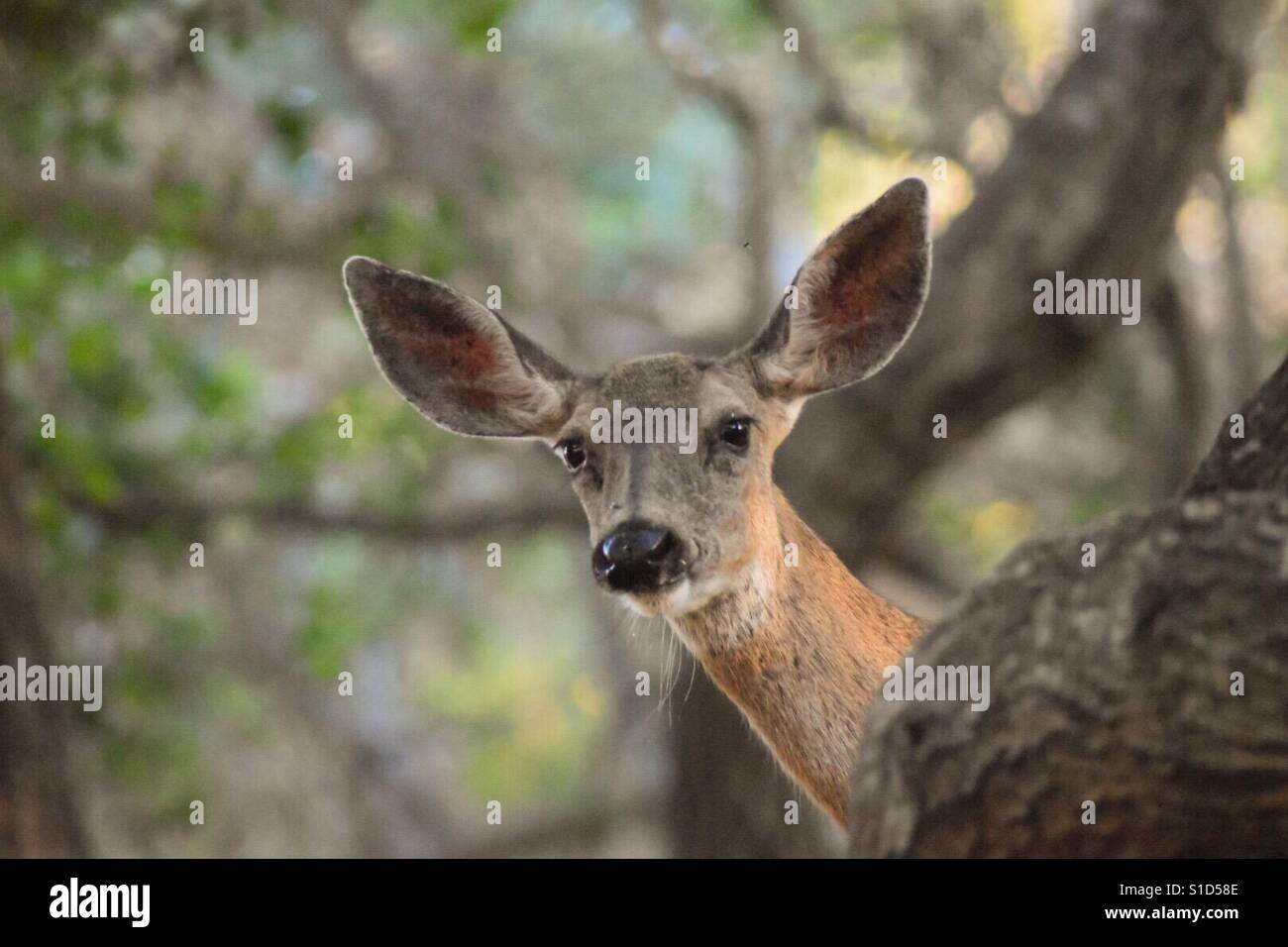 Oh dear hi-res stock photography and images - Alamy