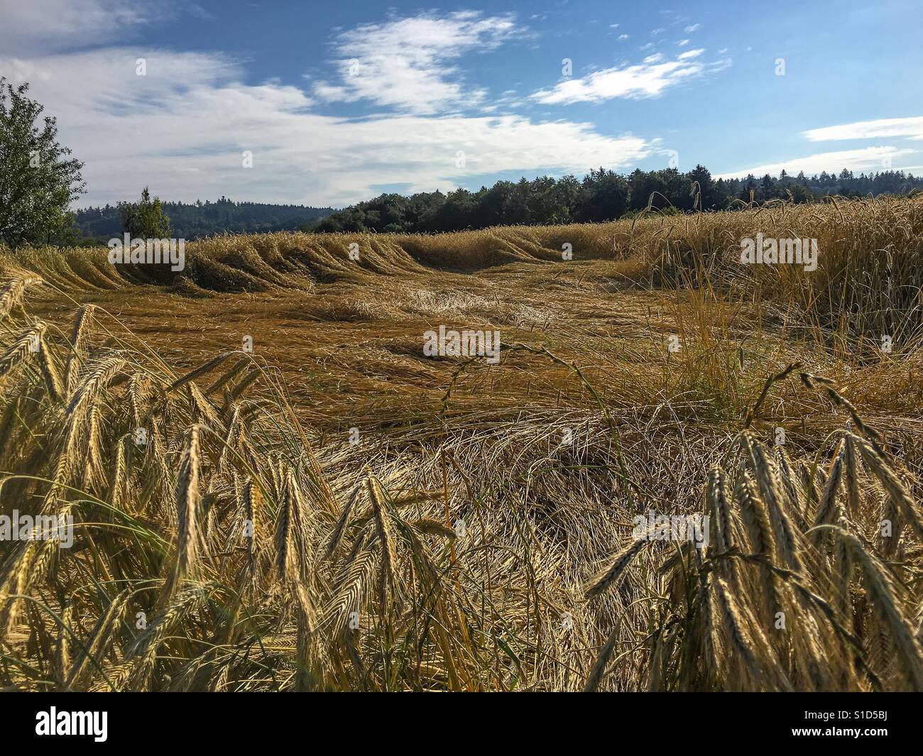 Wind storm damage farm crop hi-res stock photography and images - Alamy