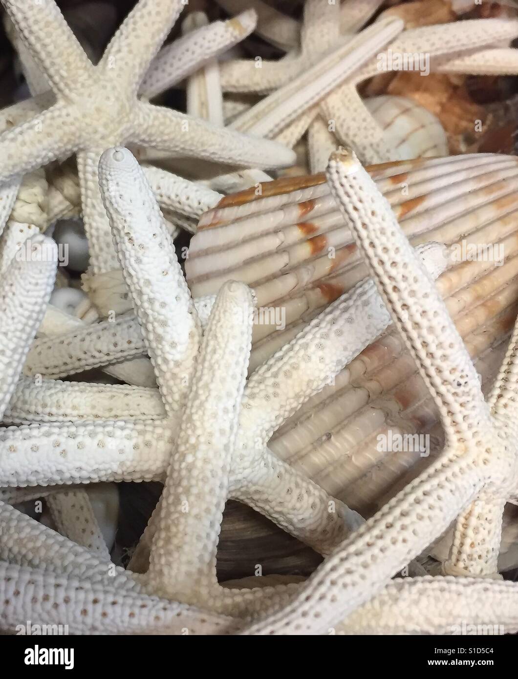 Starfish and surf hi-res stock photography and images - Alamy