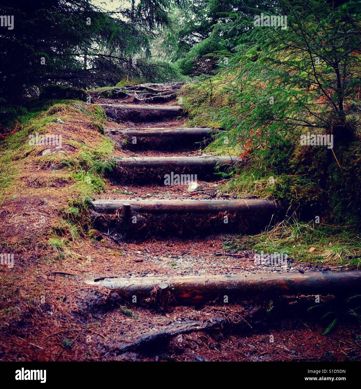 Steps into the woods Stock Photo - Alamy