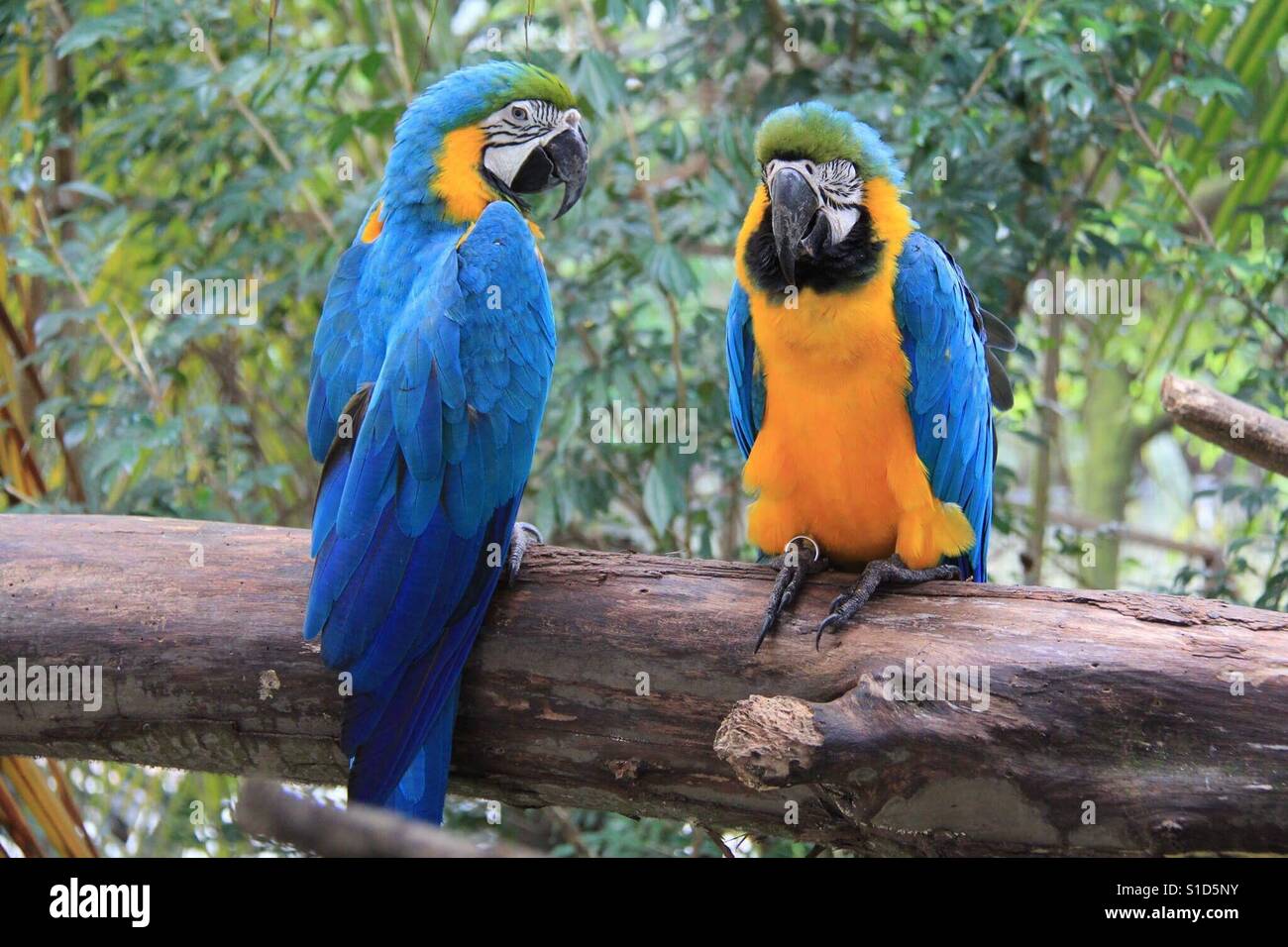 Characteristic features of parrots include a strong, curved bill, an ...
