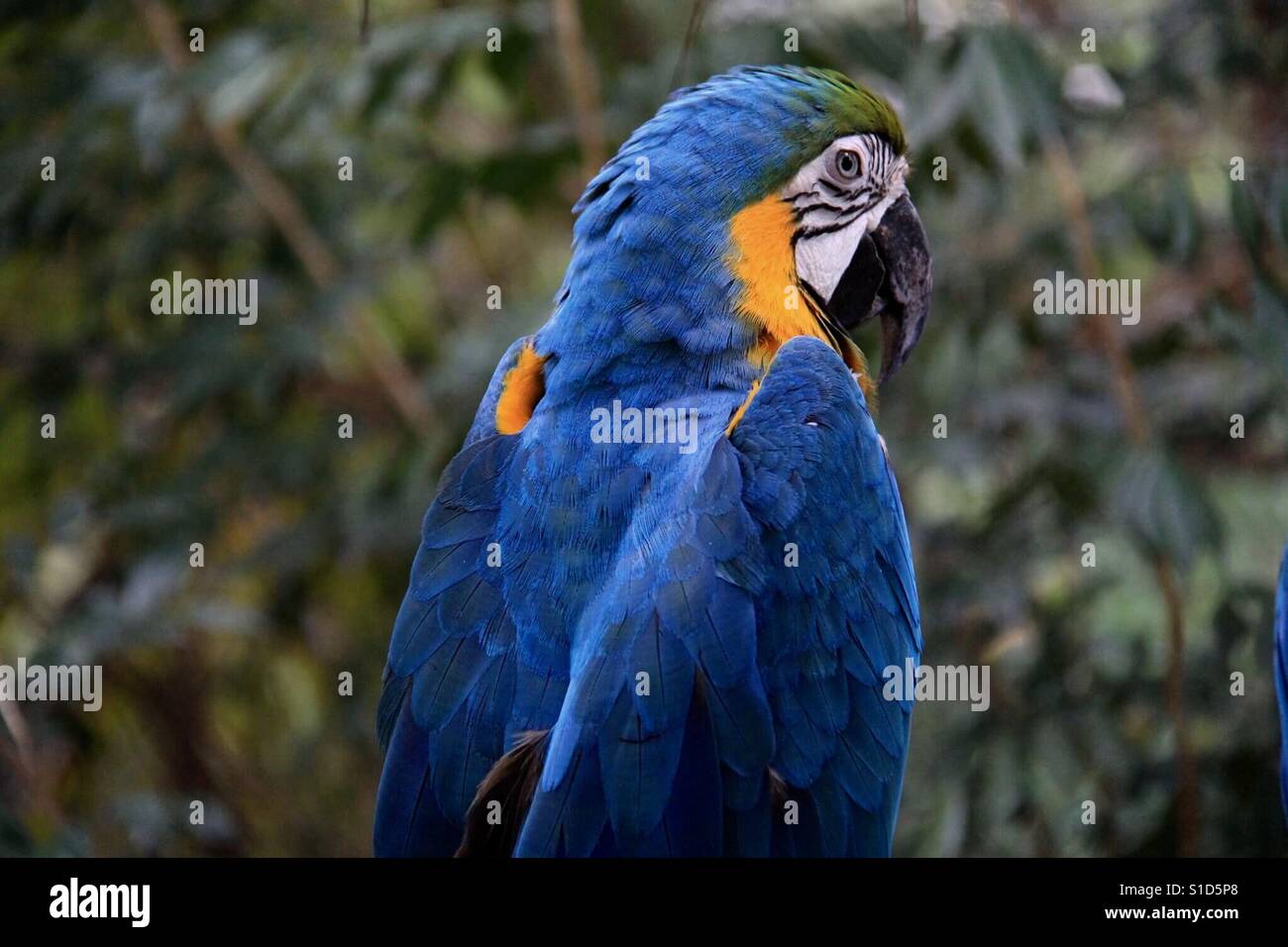 Five Parrots High Resolution Stock Photography and Images - Alamy