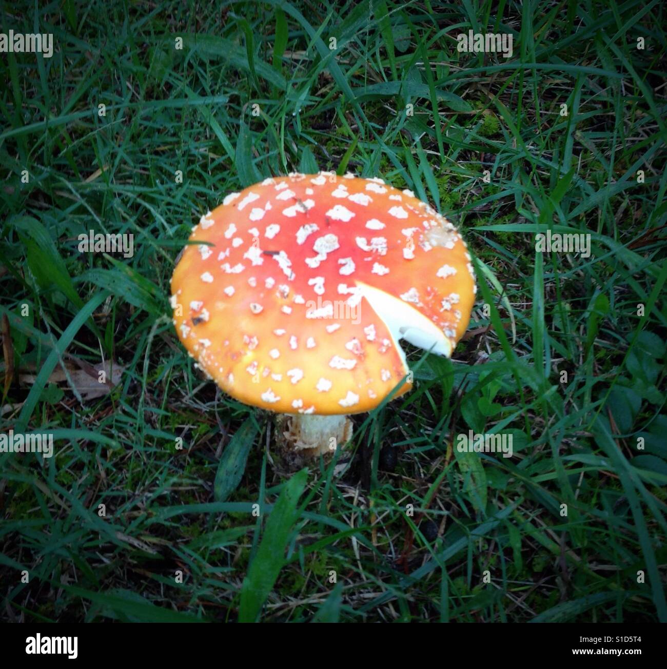 Spring mushroom hi-res stock photography and images - Alamy