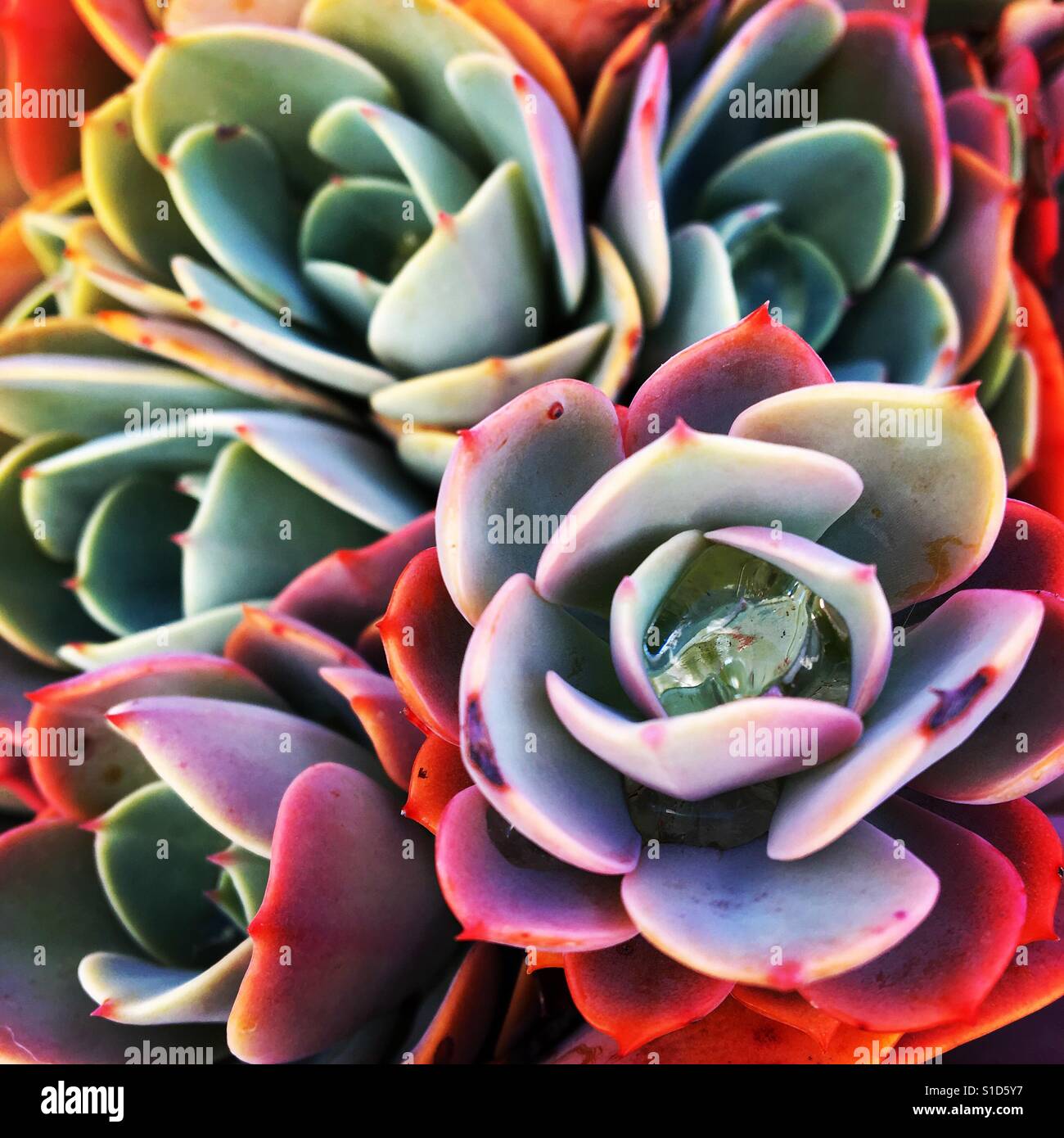 Succulents High Resolution Stock Photography and Images - Alamy