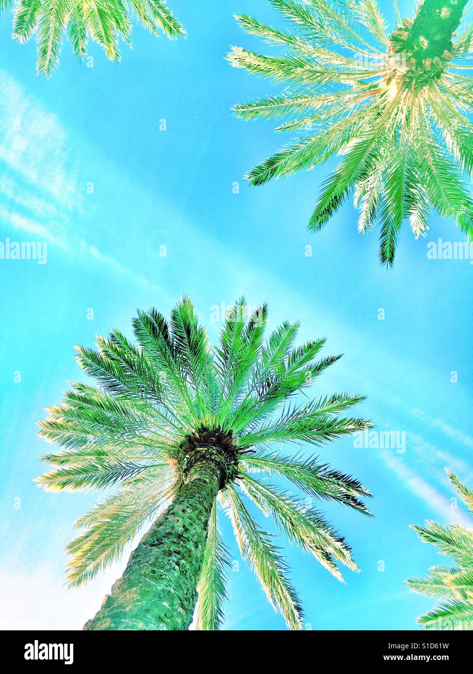 The tropics Stock Photo: 310691413 - Alamy