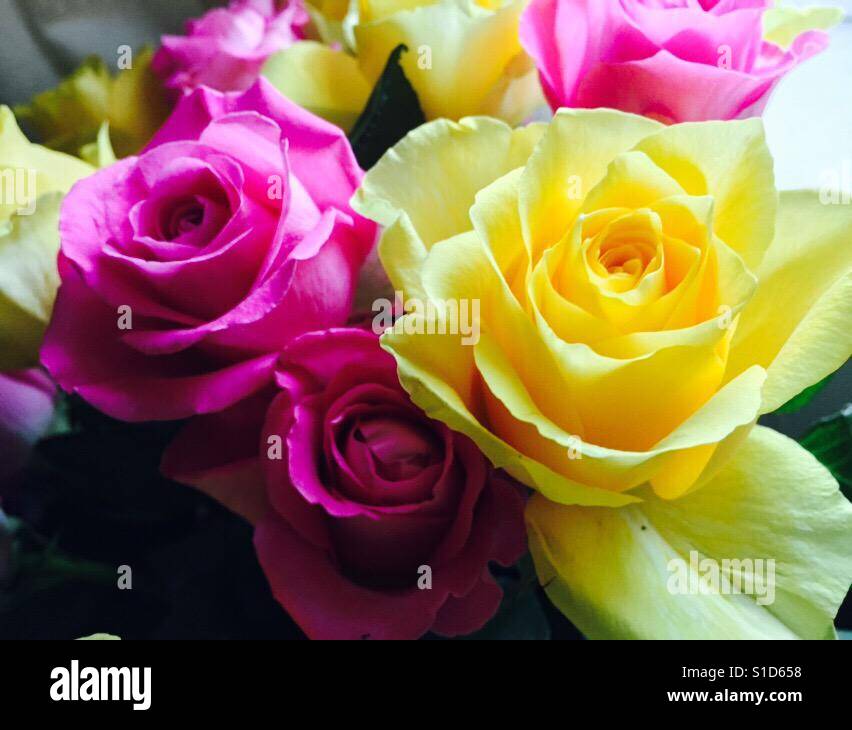 Yellow combined hi-res stock photography and images - Alamy
