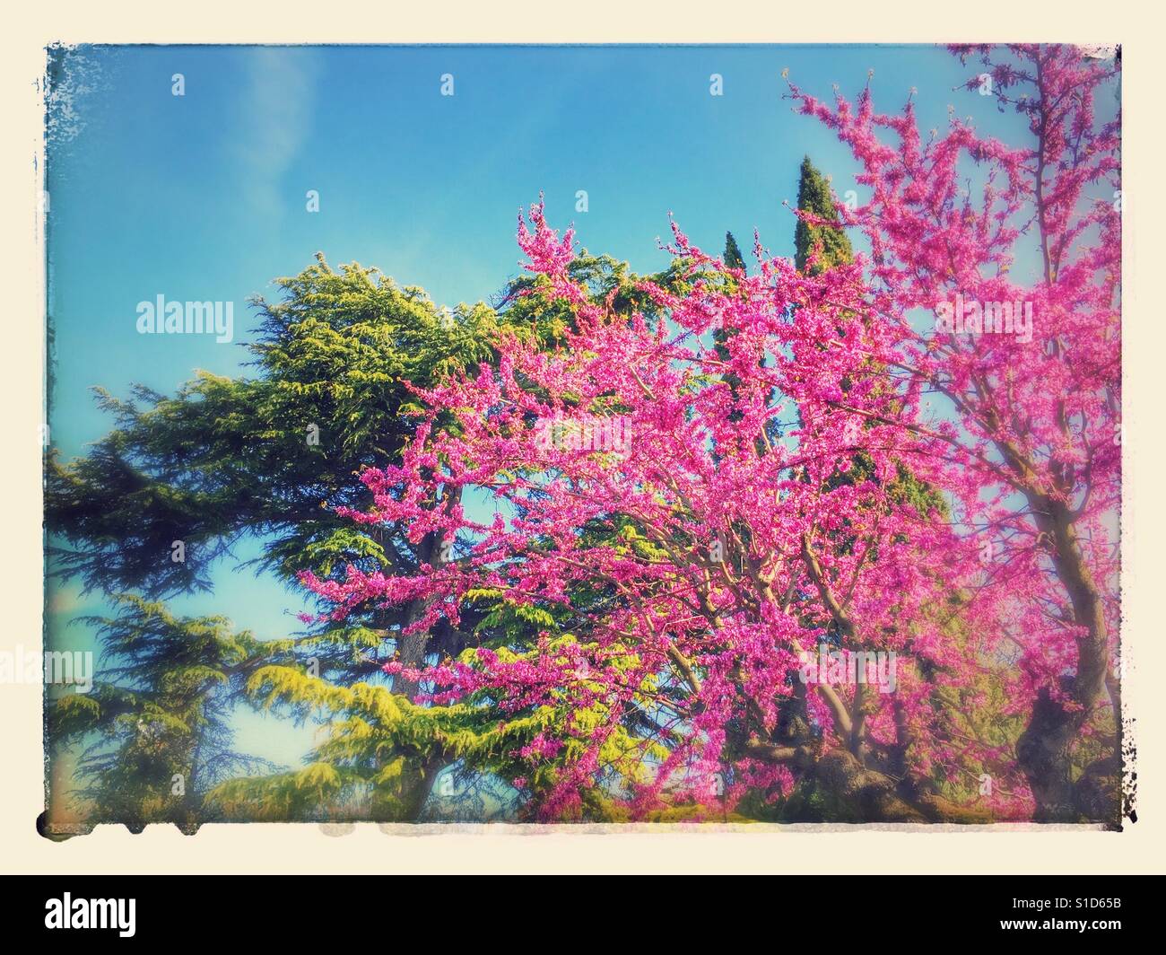 Spring in Italy, blooming Stock Photo - Alamy
