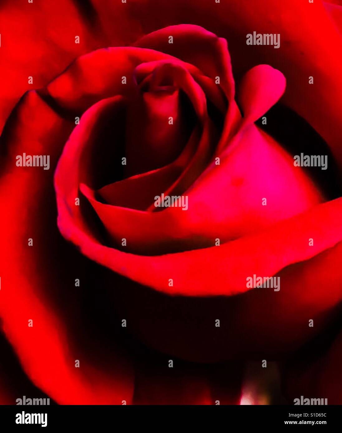 Red romantic rose hi-res stock photography and images - Alamy
