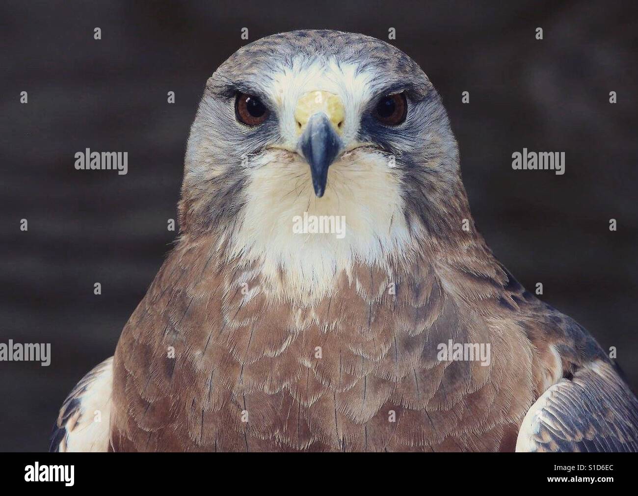 Bird of Prey Portrait Stock Photo - Alamy