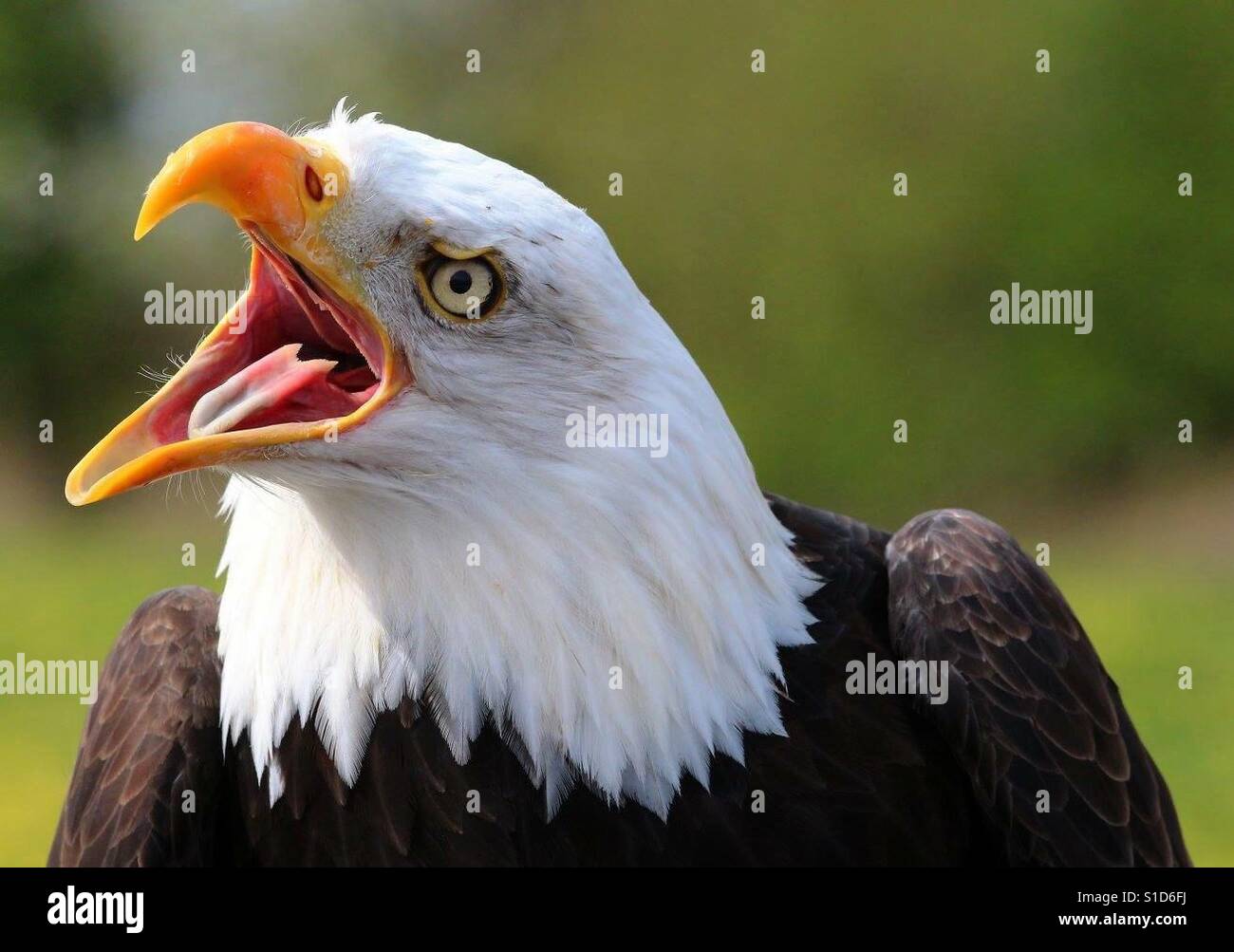 Squawking Bald Eagle Stock Photo - Alamy