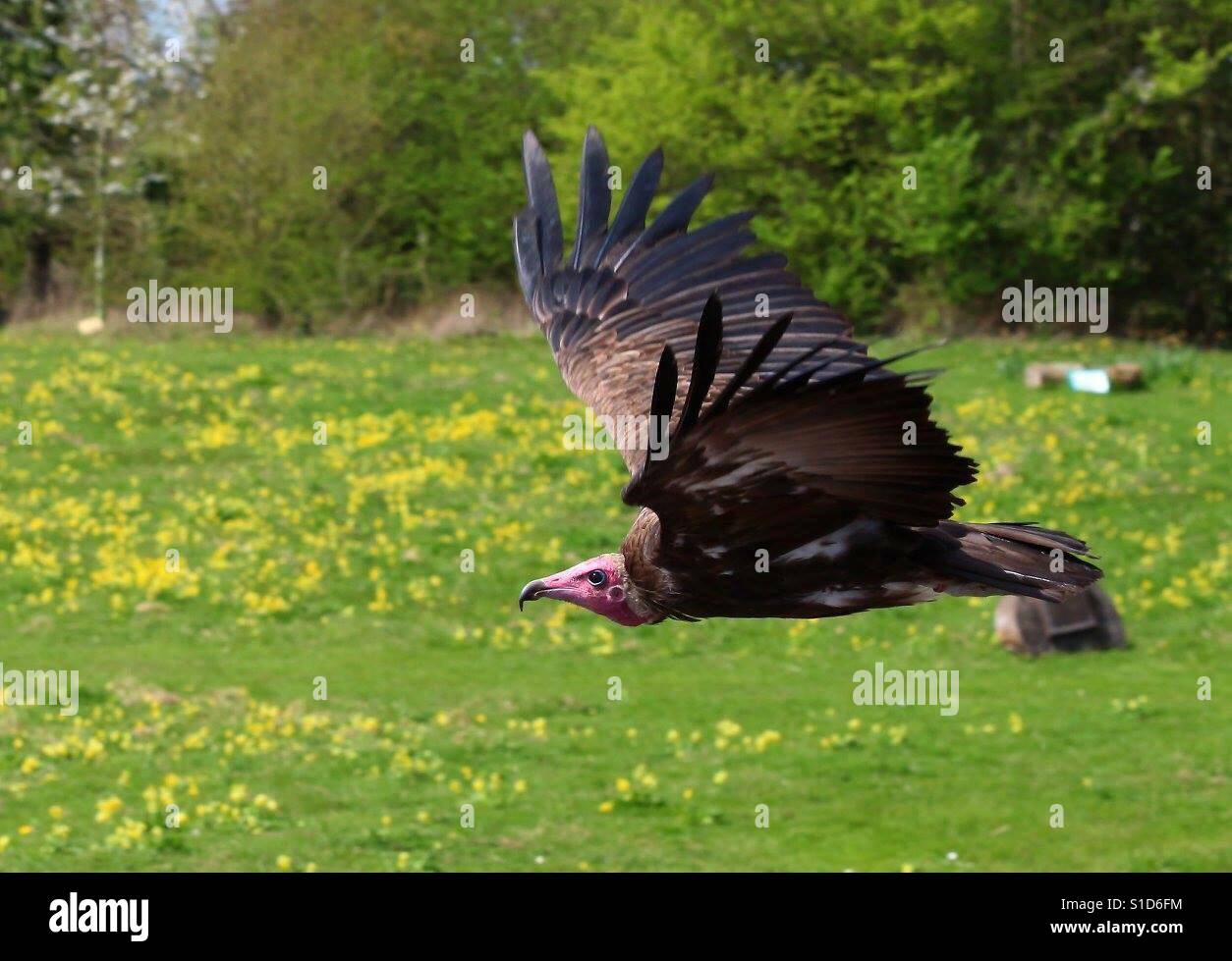Vulture in Flight Stock Photo - Alamy